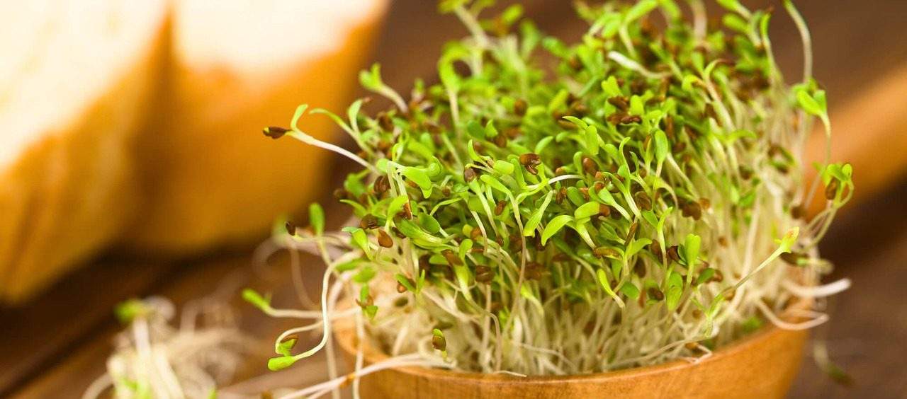 Alfafa: Saiba o que é como consumir - Vitat