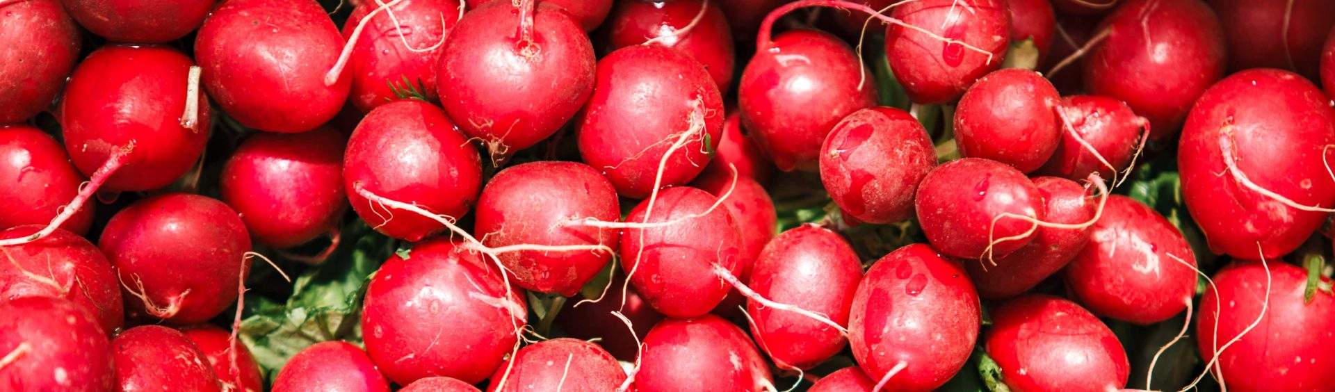 Rabanete: Conheça os benefícios do vegetal - Vitat