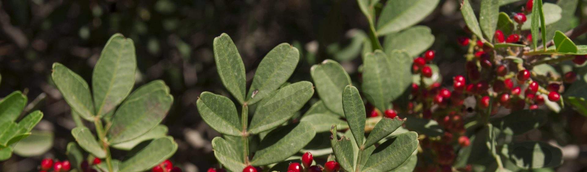 Aroeira: Os possíveis usos e benefícios da planta medicinal - Vitat