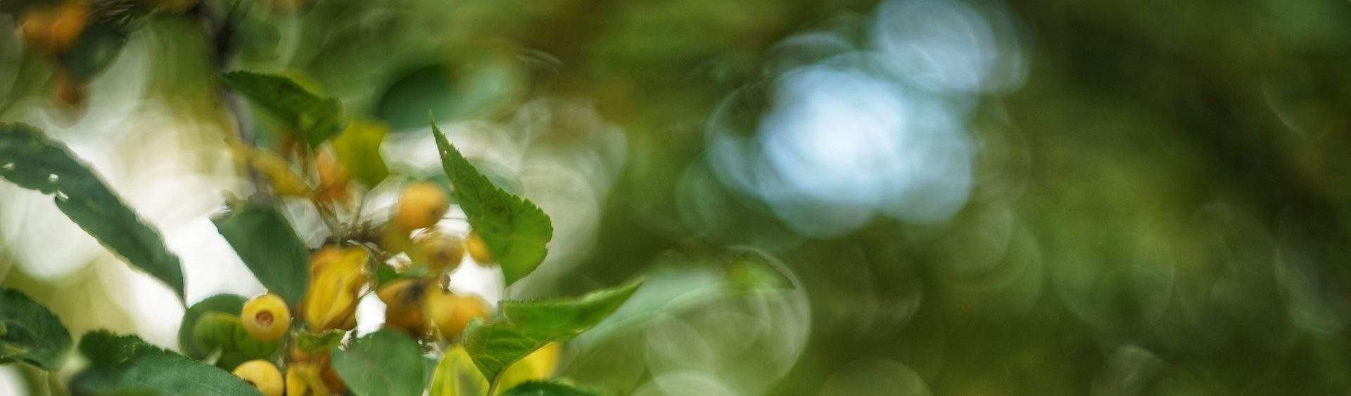 Guavira (guabiroba): Conheça a fruta do Cerrado - Vitat