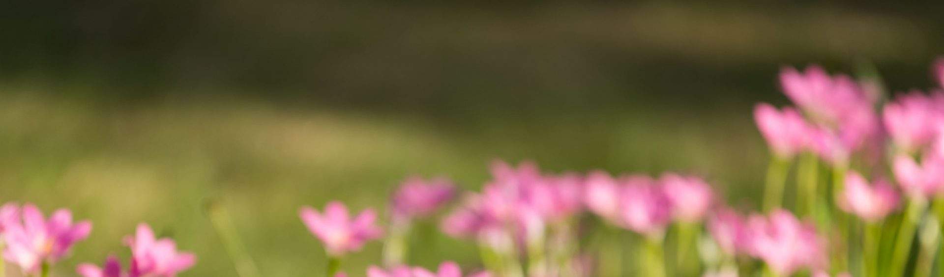 Fel da terra: O que é, propriedades e benefícios - Vitat