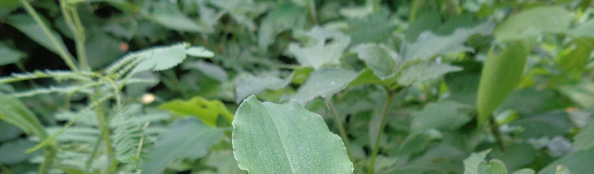 Ipecacuanha (ipeca): Benefícios da planta medicinal - Vitat