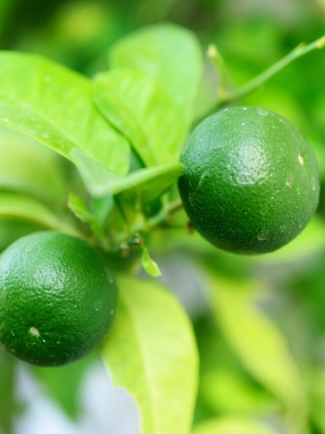 10 benefícios do limão - Vitat